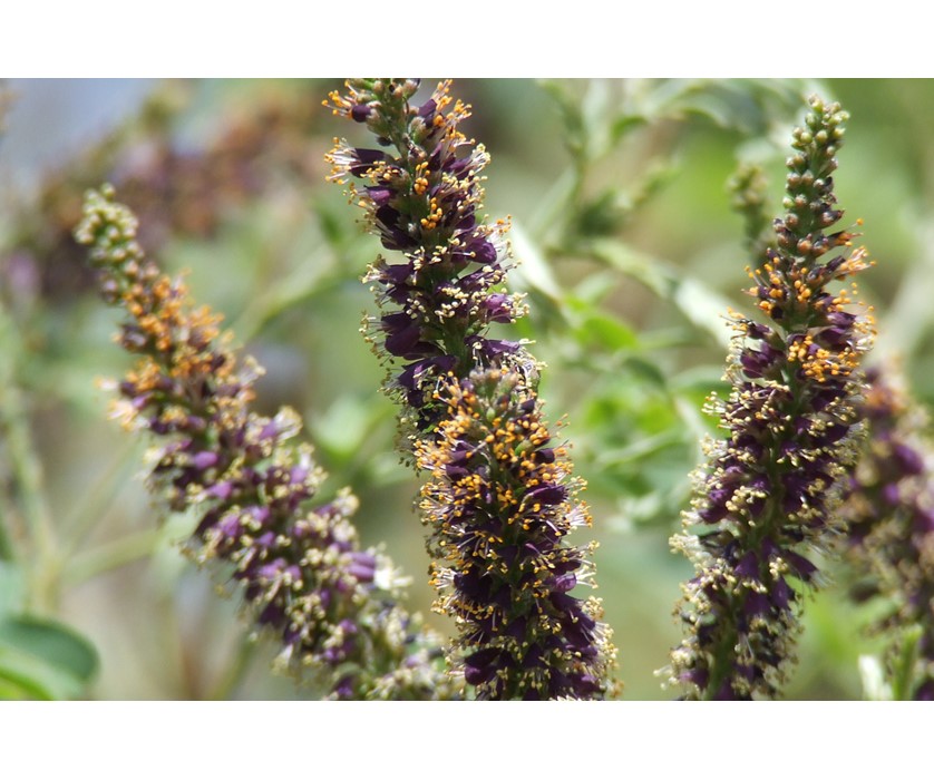 Colorado Springs Utilities Xeriscaping - False Indigo Bush