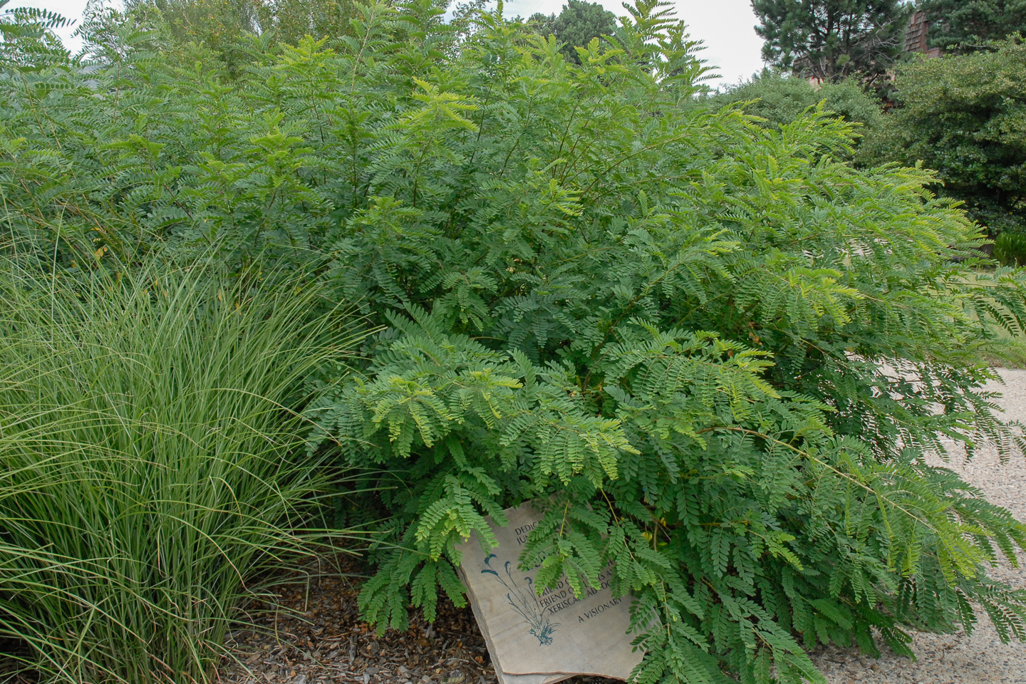 Colorado Springs Utilities Xeriscaping - False Indigo Bush
