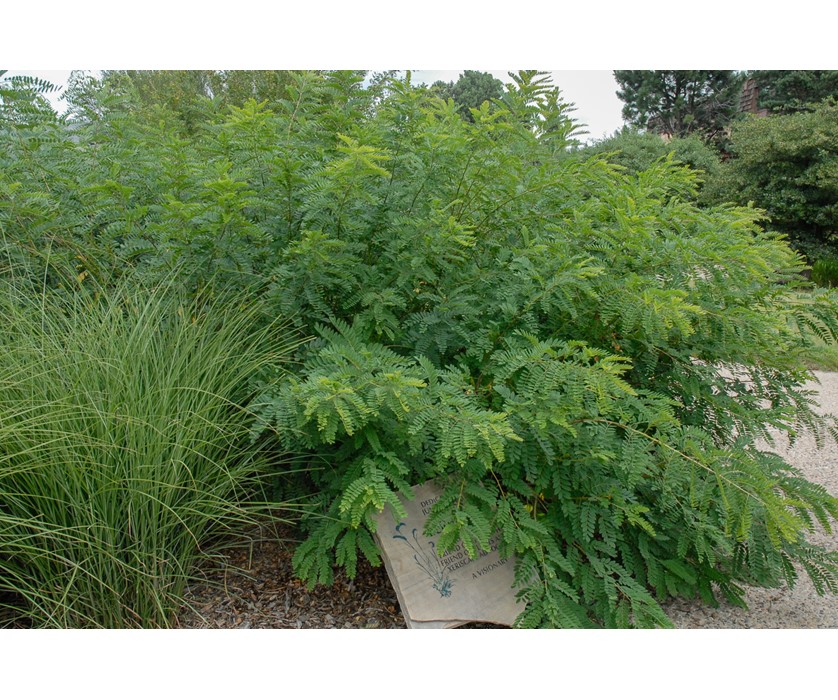 Colorado Springs Utilities Xeriscaping - False Indigo Bush