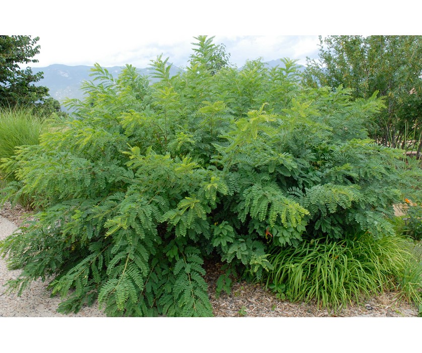 Colorado Springs Utilities Xeriscaping - False Indigo Bush