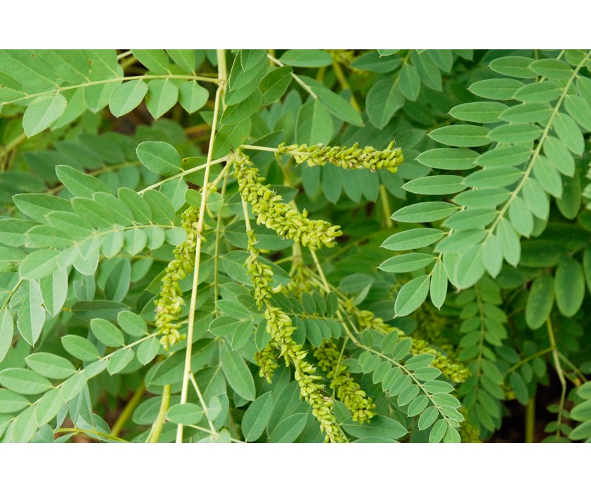 Colorado Springs Utilities Xeriscaping - False Indigo Bush