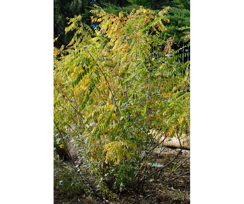 Colorado Springs Utilities Xeriscaping - False Indigo Bush