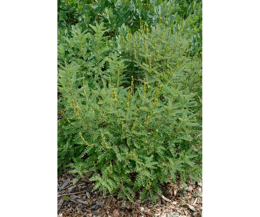 Colorado Springs Utilities Xeriscaping - Dwarf False Indigo
