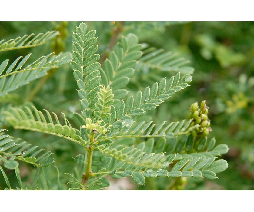 Colorado Springs Utilities Xeriscaping - Dwarf False Indigo