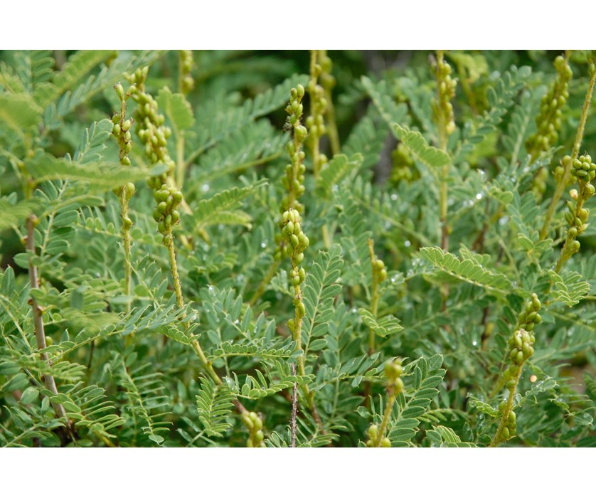 Colorado Springs Utilities Xeriscaping - Dwarf False Indigo