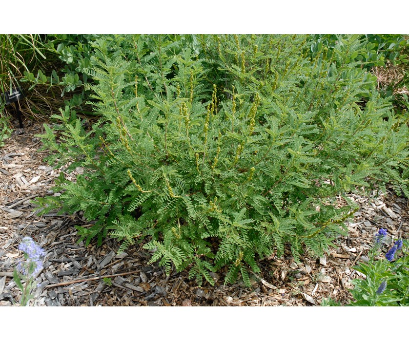 Colorado Springs Utilities Xeriscaping - Dwarf False Indigo