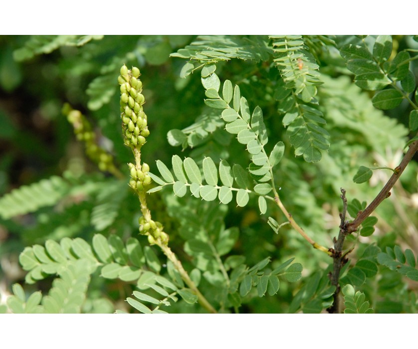 Colorado Springs Utilities Xeriscaping - Dwarf False Indigo