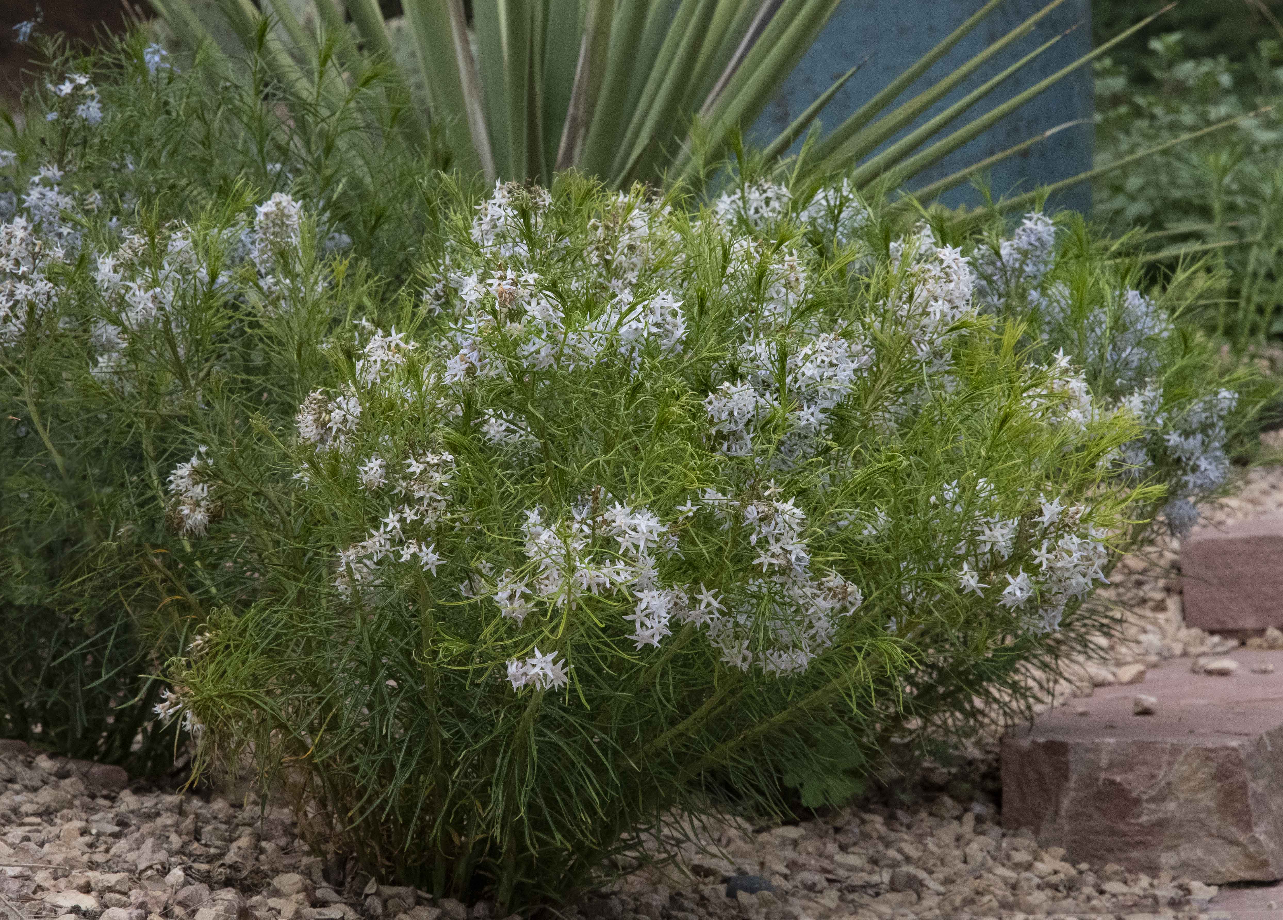 Colorado Springs Utilities Xeriscaping - Hubricht's Blue Star