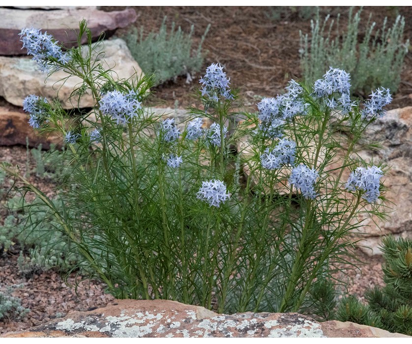 Colorado Springs Utilities Xeriscaping - Hubricht's Blue Star