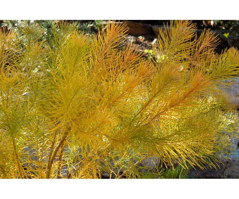 Colorado Springs Utilities Xeriscaping - Hubricht's Blue Star