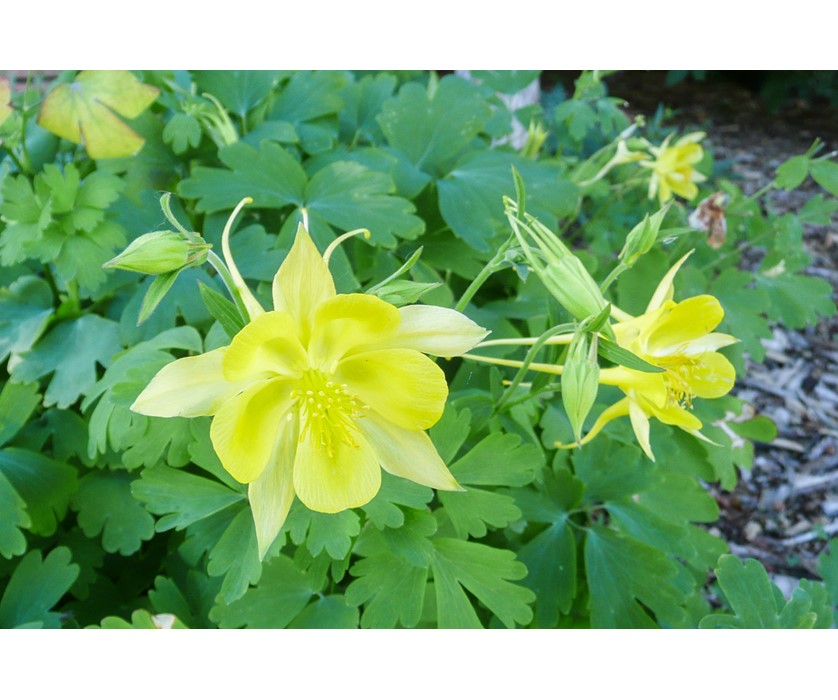 Colorado Springs Utilities Xeriscaping - Denver Gold Columbine