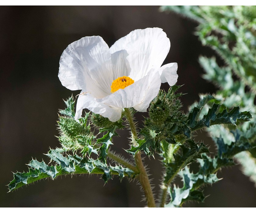 Colorado Springs Utilities Xeriscaping - Prickly Poppy