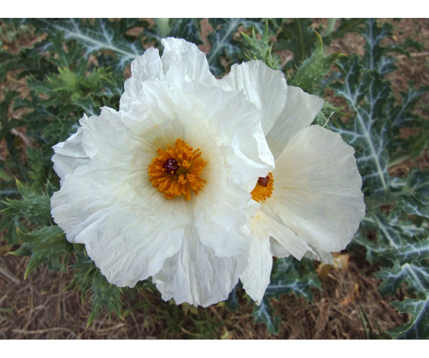 Colorado Springs Utilities Xeriscaping - Prickly Poppy