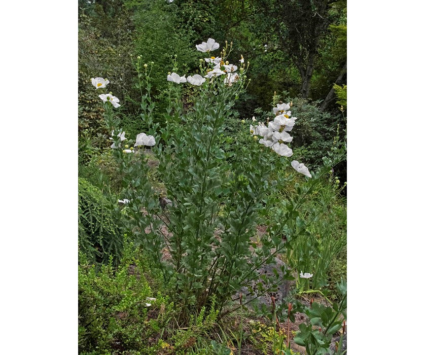 Colorado Springs Utilities Xeriscaping - Prickly Poppy