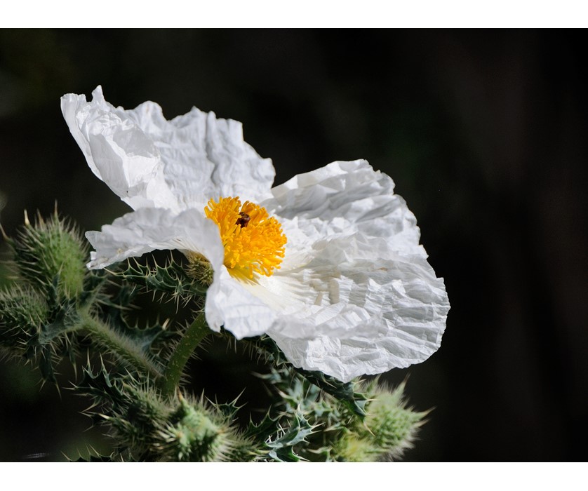 Colorado Springs Utilities Xeriscaping - Prickly Poppy