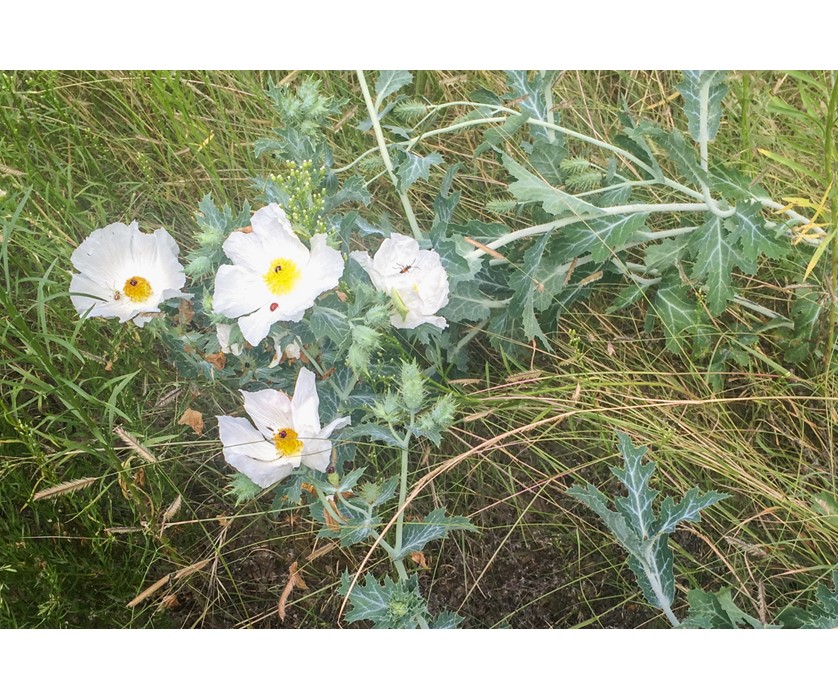Colorado Springs Utilities Xeriscaping - Prickly Poppy