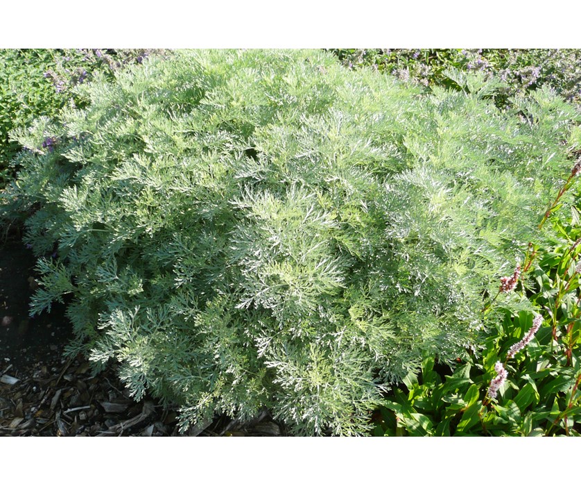 Colorado Springs Utilities Xeriscaping - Powis Castle Silver Sage