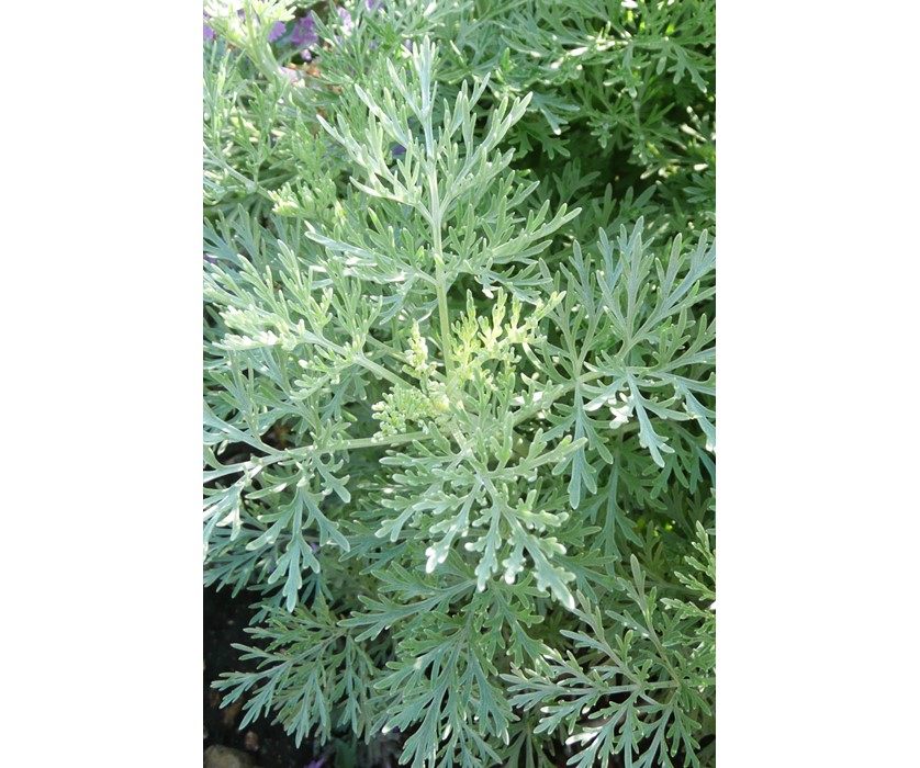 Colorado Springs Utilities Xeriscaping - Powis Castle Silver Sage