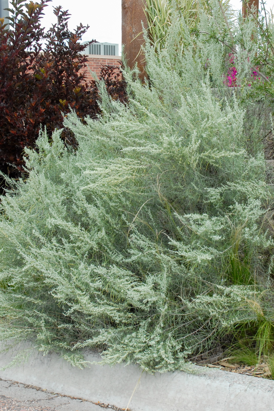 Colorado Springs Utilities Xeriscaping - Sand Sagebrush