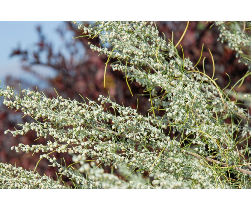 Colorado Springs Utilities Xeriscaping - Sand Sagebrush