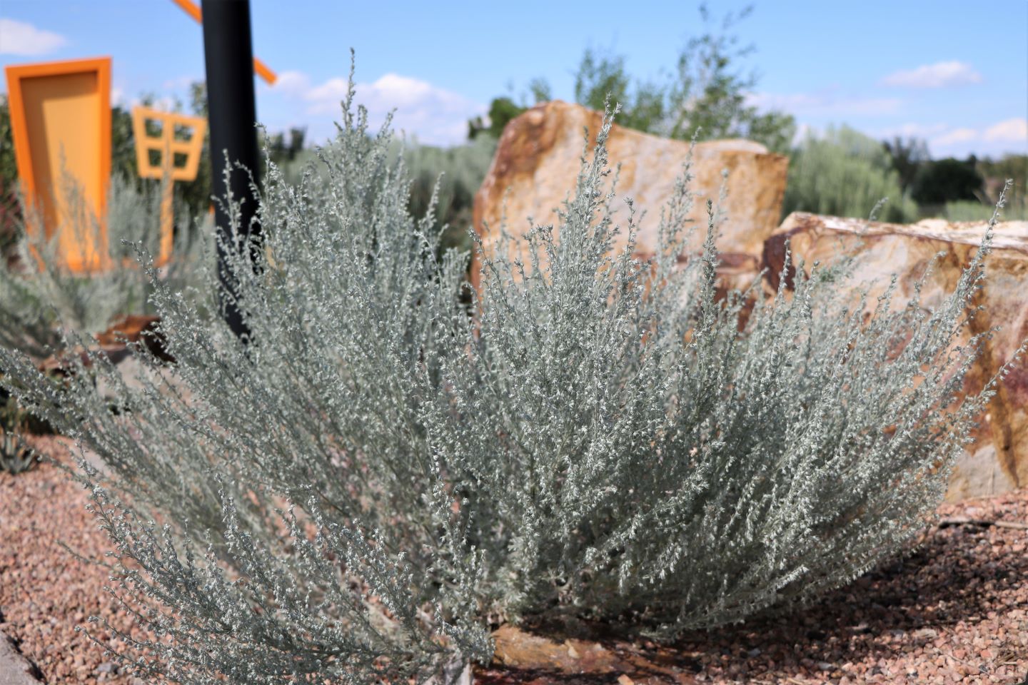 Colorado Springs Utilities Xeriscaping - Fringed Sage