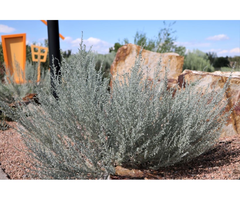 Colorado Springs Utilities Xeriscaping - Fringed Sage
