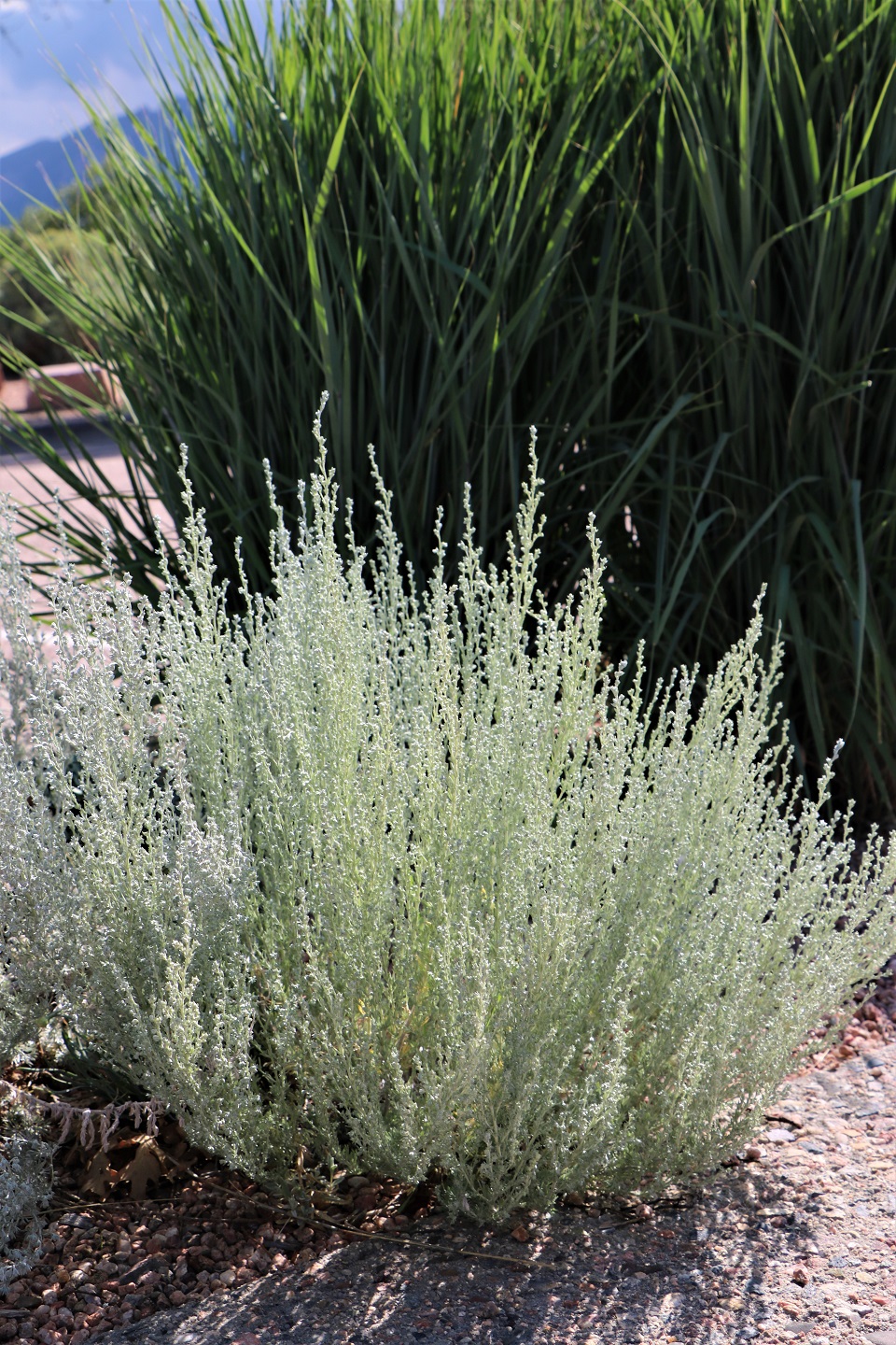 Colorado Springs Utilities Xeriscaping - Fringed Sage