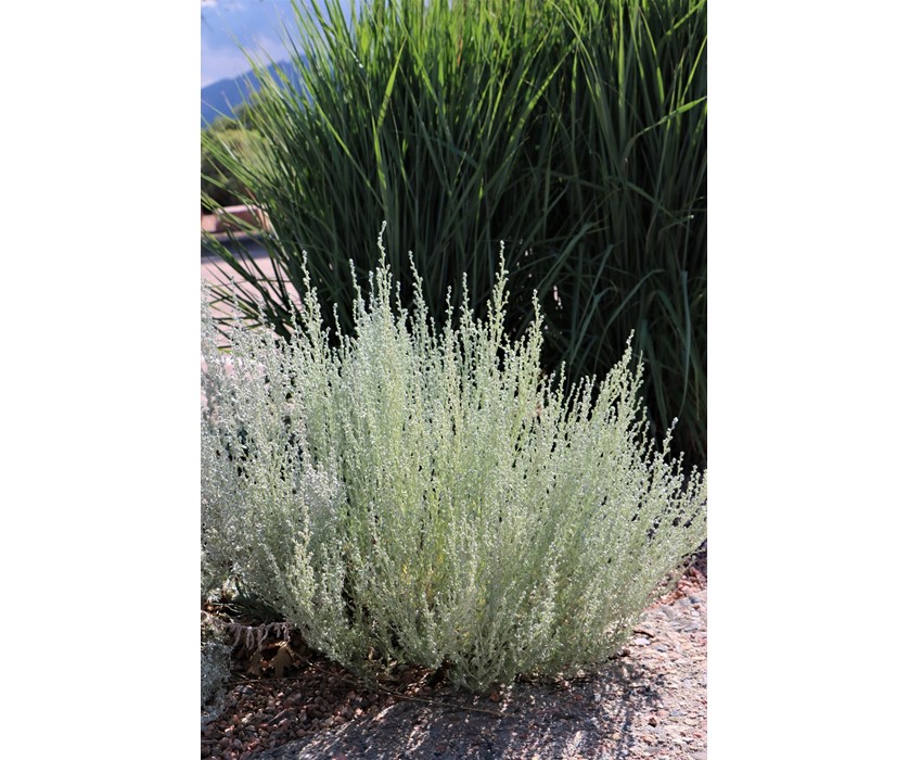 Colorado Springs Utilities Xeriscaping - Fringed Sage
