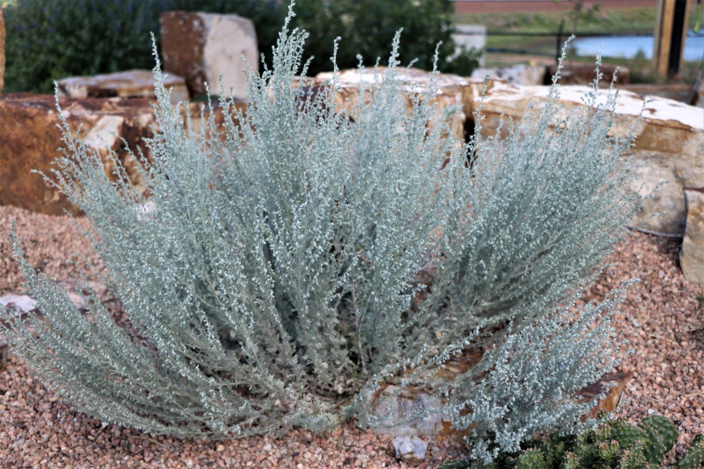 Colorado Springs Utilities Xeriscaping - Fringed Sage