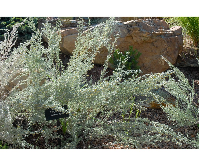 Colorado Springs Utilities Xeriscaping - Fringed Sage