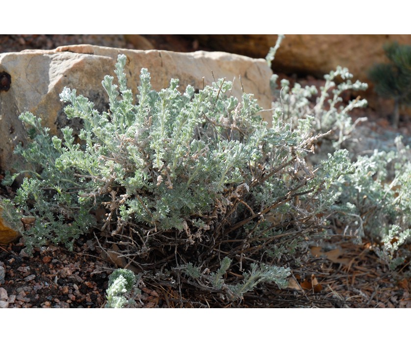 Colorado Springs Utilities Xeriscaping - Fringed Sage