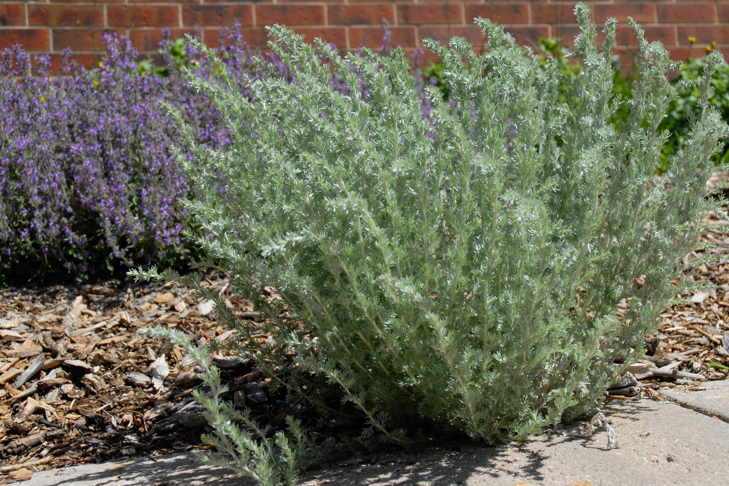Colorado Springs Utilities Xeriscaping - Fringed Sage