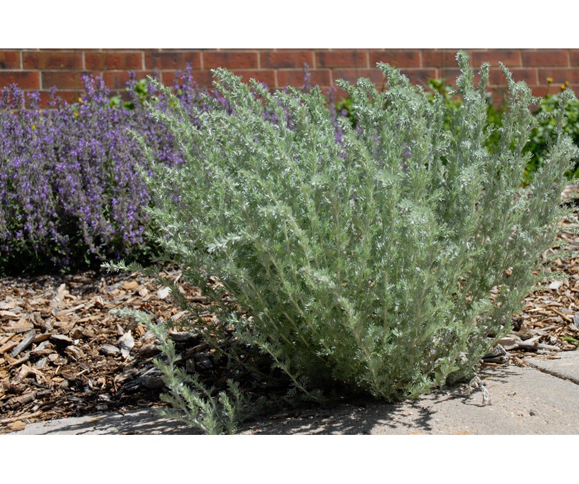 Colorado Springs Utilities Xeriscaping - Fringed Sage