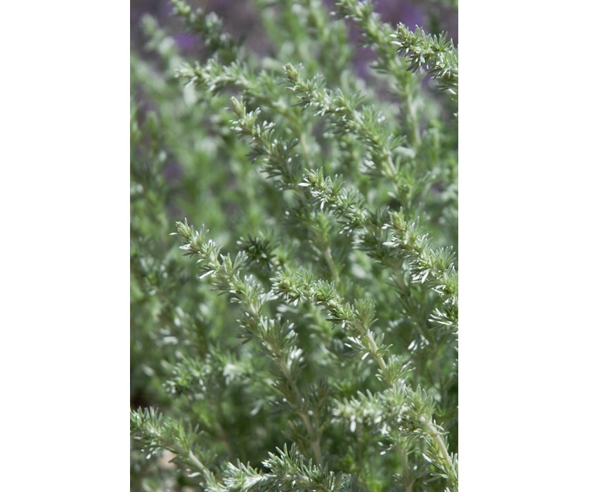 Colorado Springs Utilities Xeriscaping - Fringed Sage