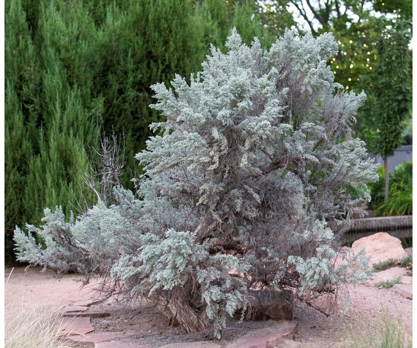 Colorado Springs Utilities Xeriscaping - Western Sagebrush