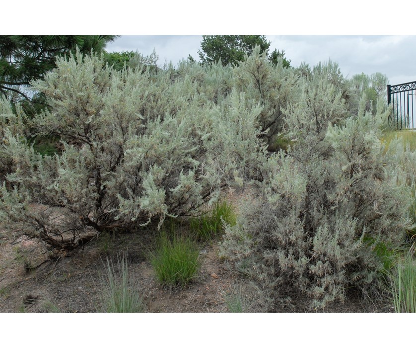 Colorado Springs Utilities Xeriscaping - Western Sagebrush