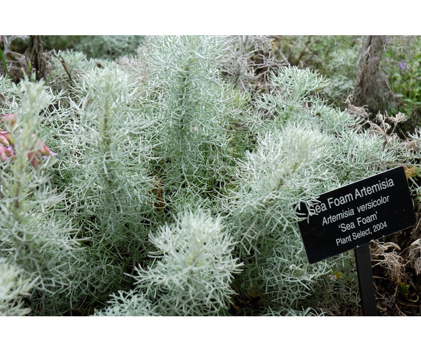 Colorado Springs Utilities Xeriscaping - Sea Foam Sage