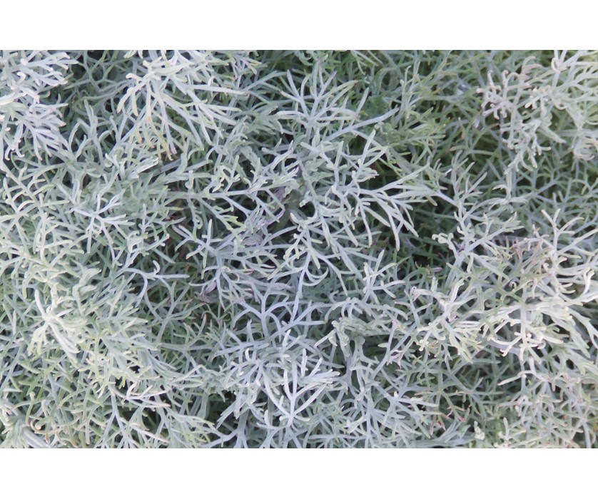 Colorado Springs Utilities Xeriscaping - Sea Foam Sage