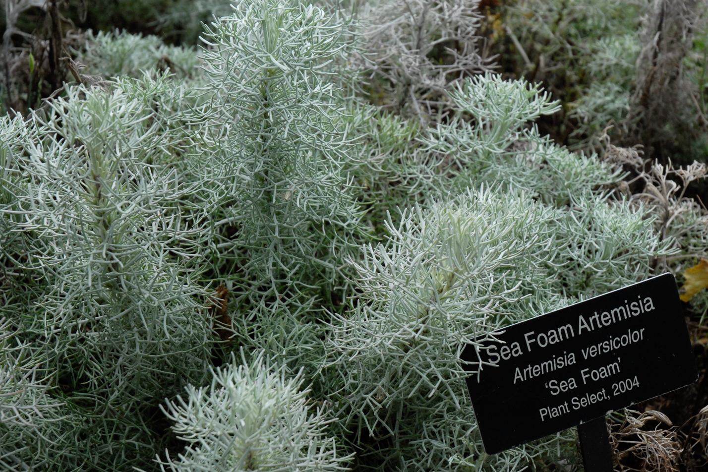 Colorado Springs Utilities Xeriscaping - Sea Foam Sage