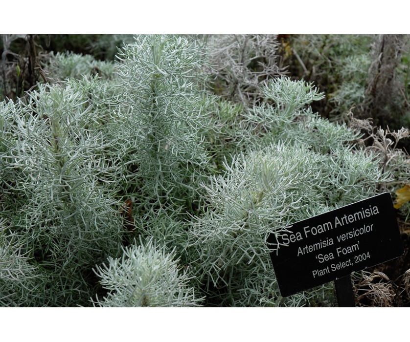 Colorado Springs Utilities Xeriscaping - Sea Foam Sage