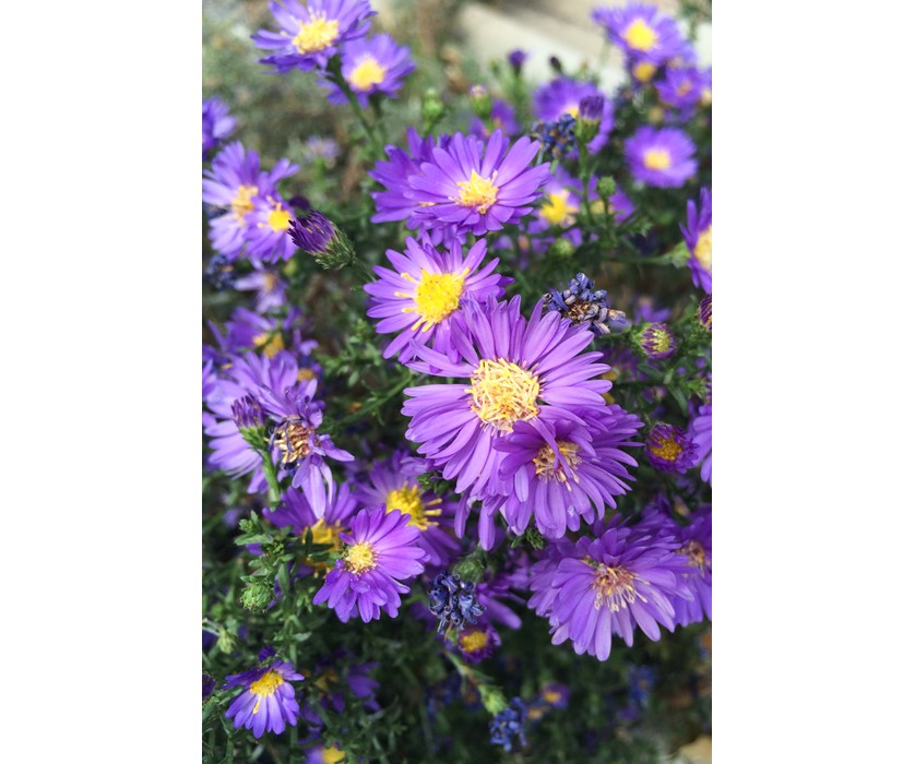 Colorado Springs Utilities Xeriscaping - Wood's Blue Aster