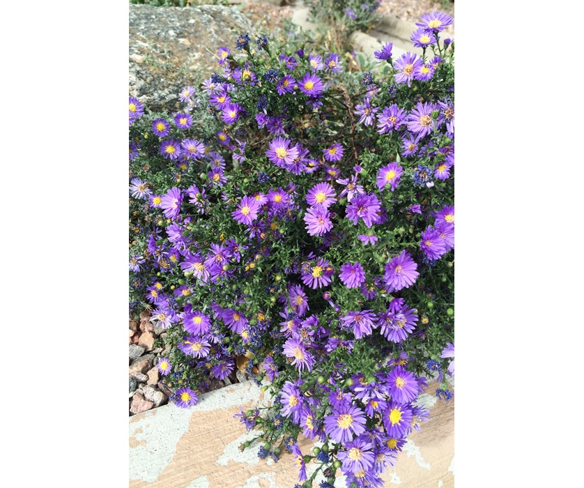 Colorado Springs Utilities Xeriscaping - Wood's Blue Aster