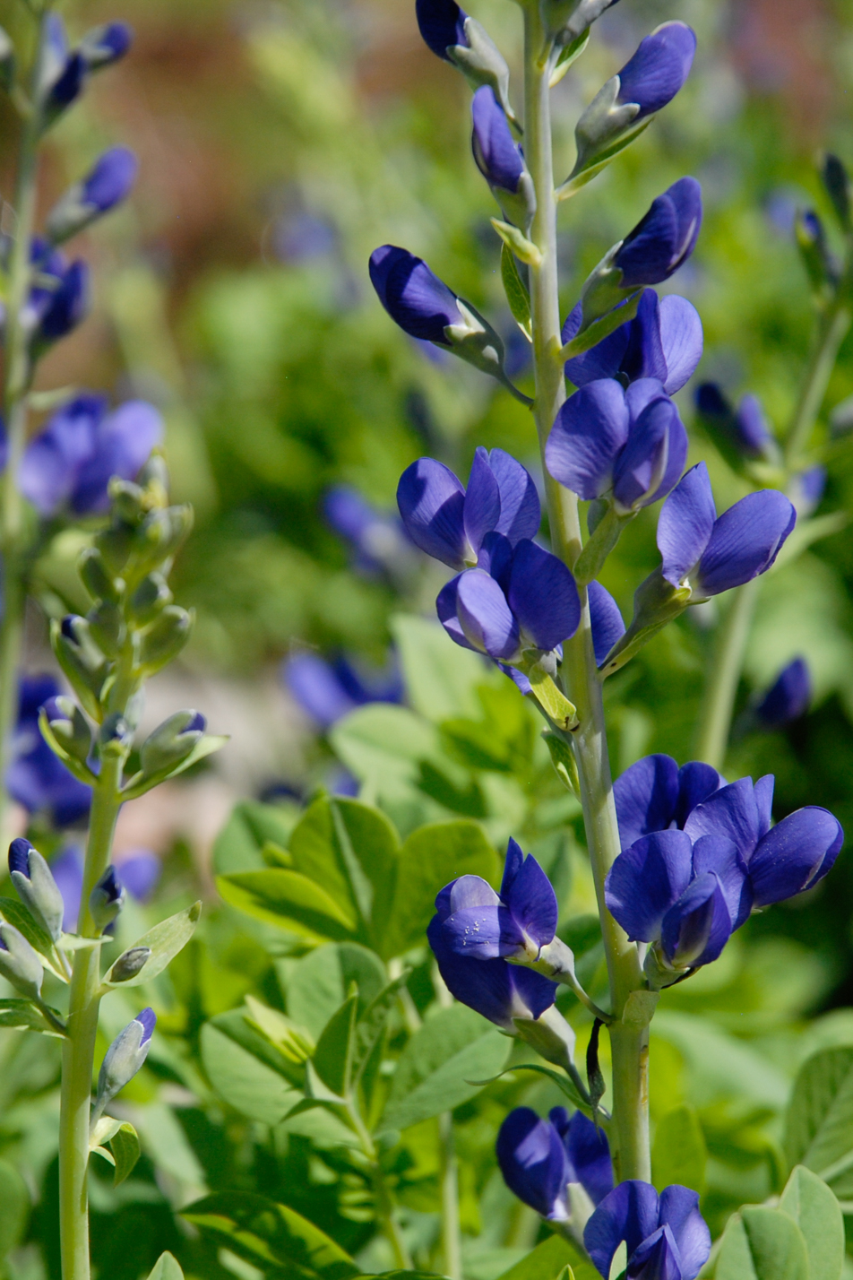 Colorado Springs Utilities Xeriscaping - Blue Wild Indigo