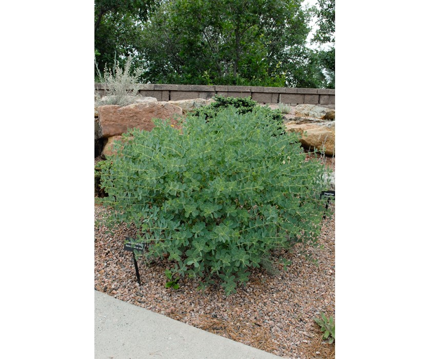 Colorado Springs Utilities Xeriscaping - Dwarf Wild Blue Indigo