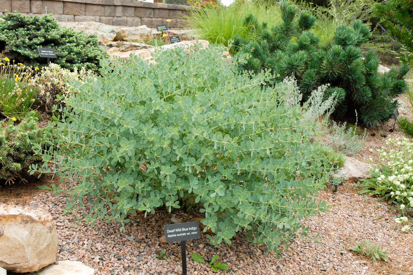 Colorado Springs Utilities Xeriscaping - Dwarf Wild Blue Indigo