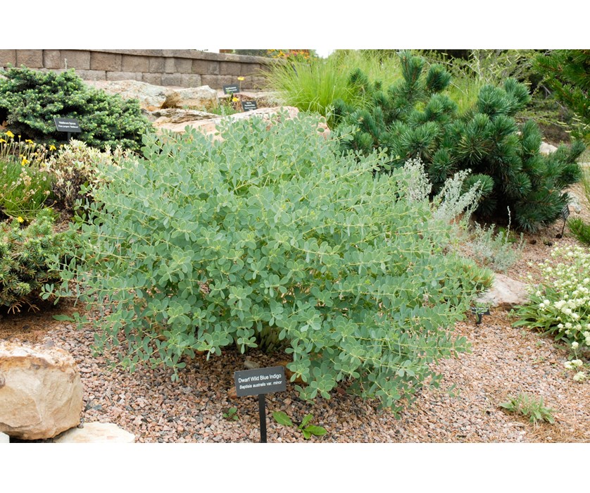 Colorado Springs Utilities Xeriscaping - Dwarf Wild Blue Indigo