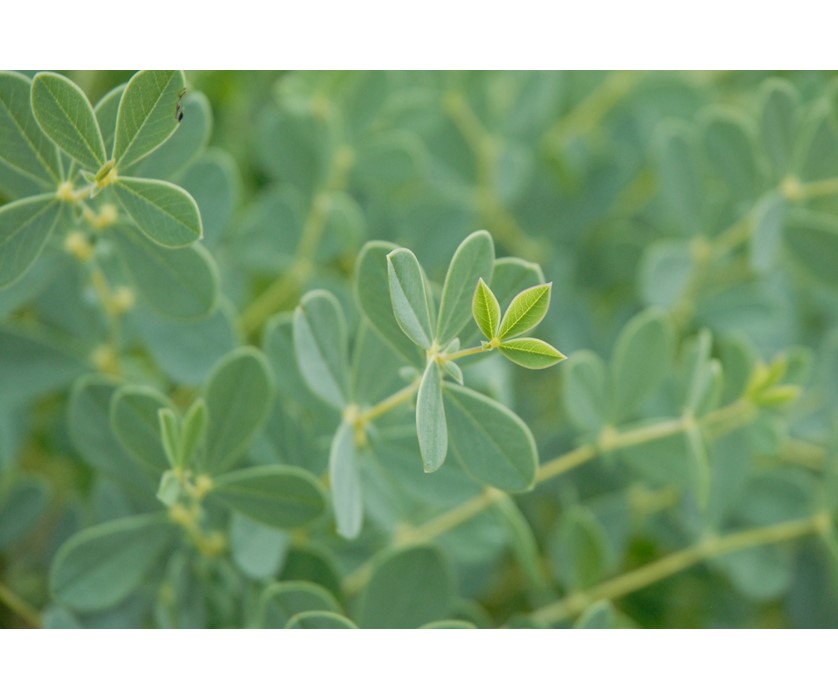 Colorado Springs Utilities Xeriscaping - Dwarf Wild Blue Indigo