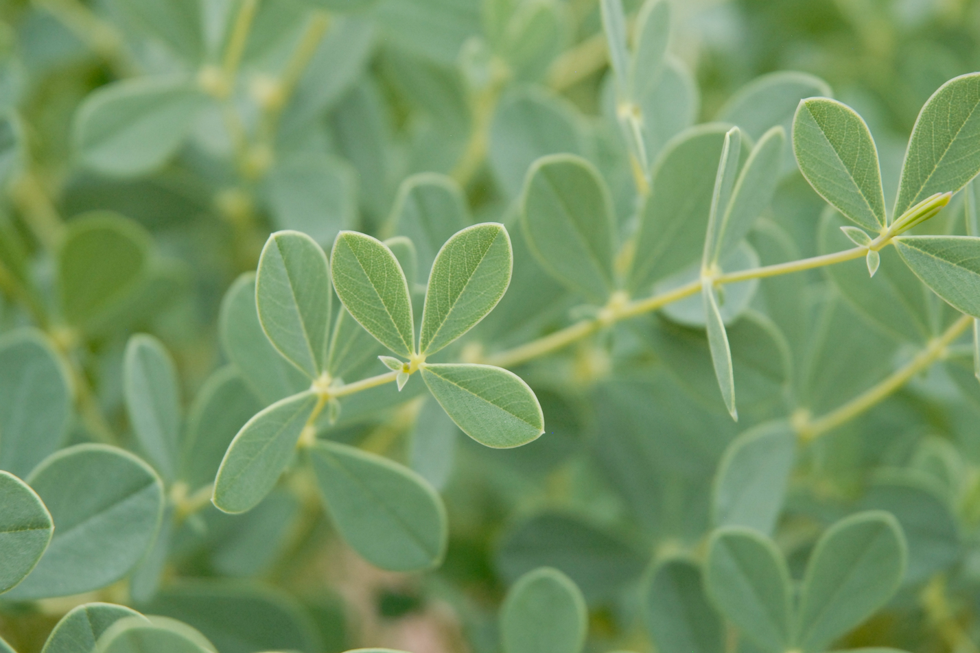Colorado Springs Utilities Xeriscaping - Dwarf Wild Blue Indigo