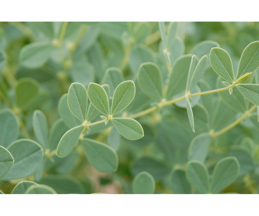 Colorado Springs Utilities Xeriscaping - Dwarf Wild Blue Indigo