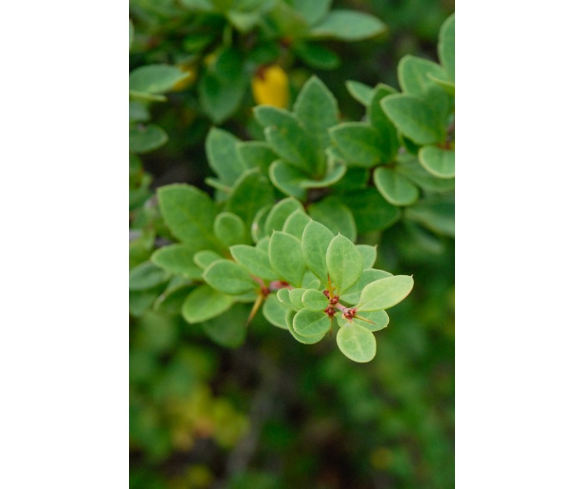 Colorado Springs Utilities Xeriscaping - Japanese Barberry